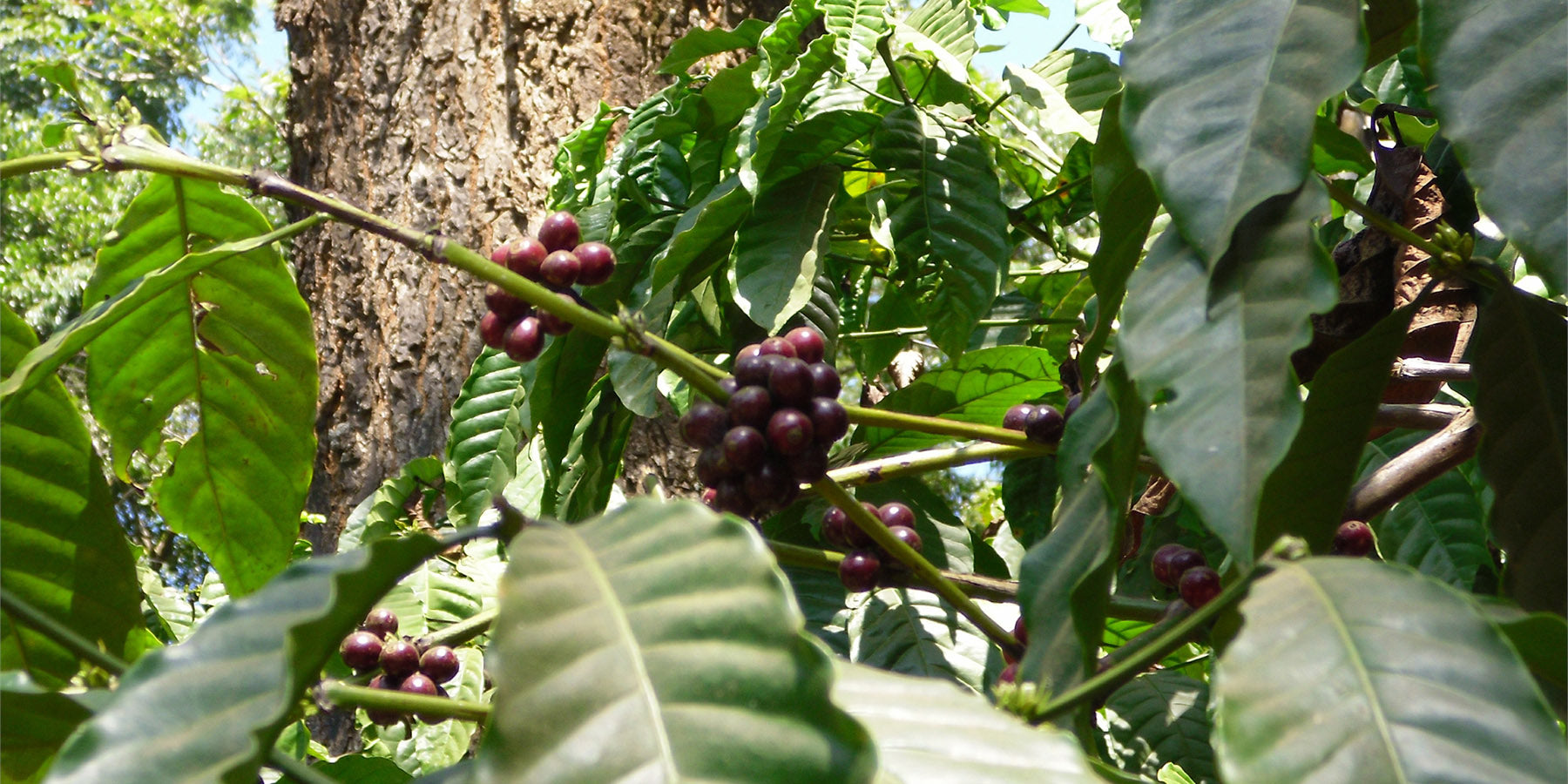 Coffea Canephora - the big world of coffee plants – Wildkaffee GmbH