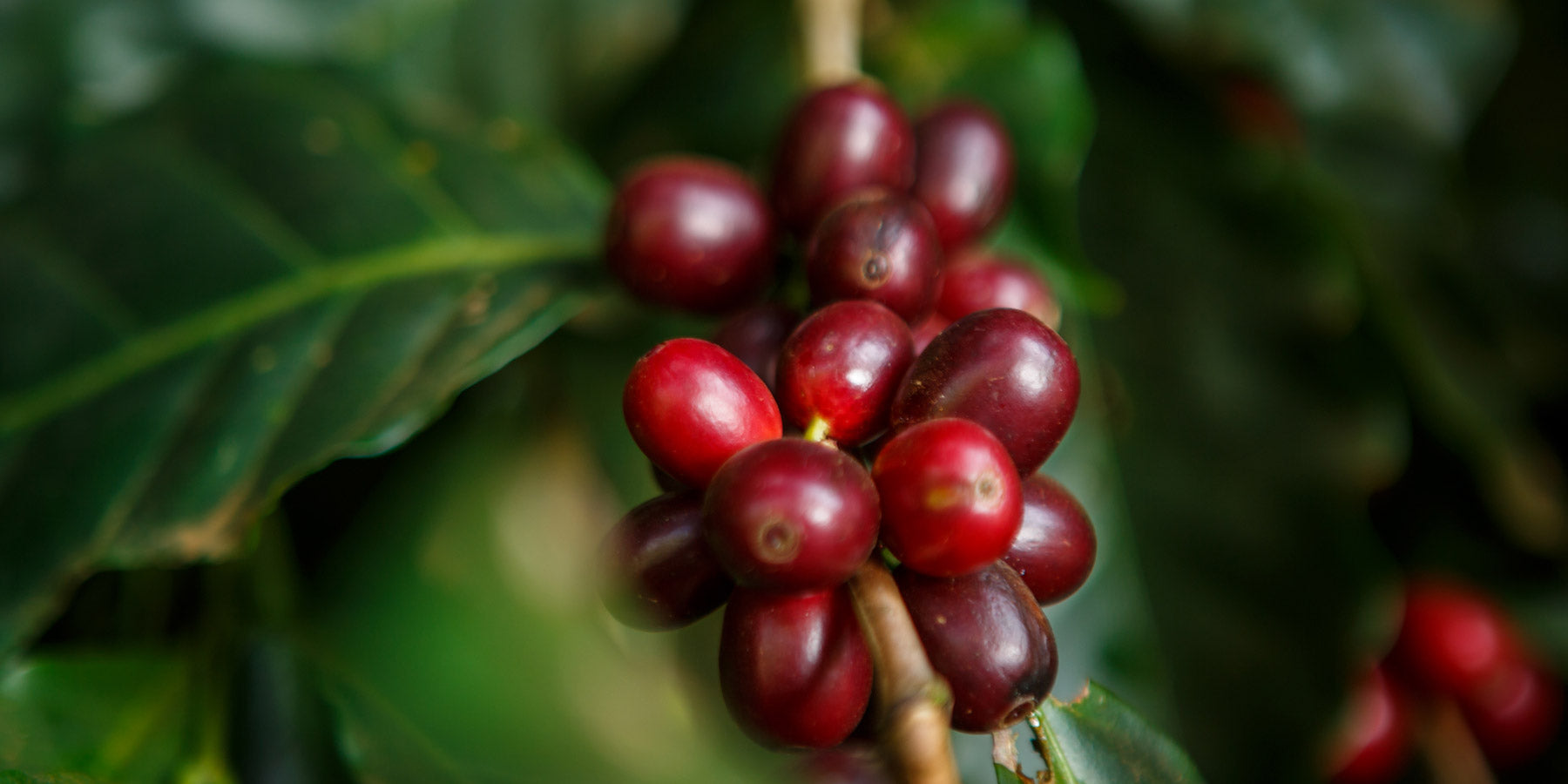 Geisha coffee - the most important facts about the coffee speciality ...