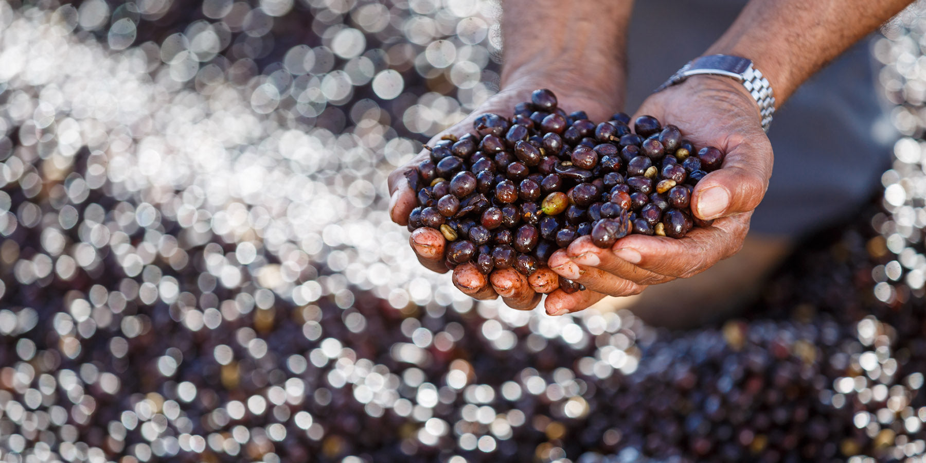 What is a Quaker? Coffee beans in analysis! – Wildkaffee GmbH