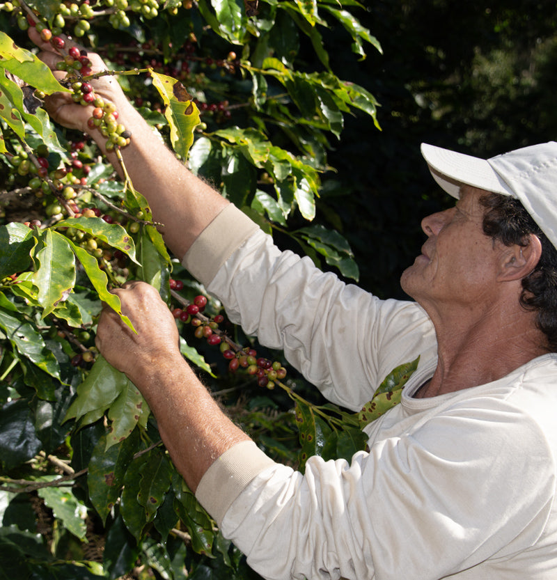 Kaffeewissen – Wildkaffee GmbH